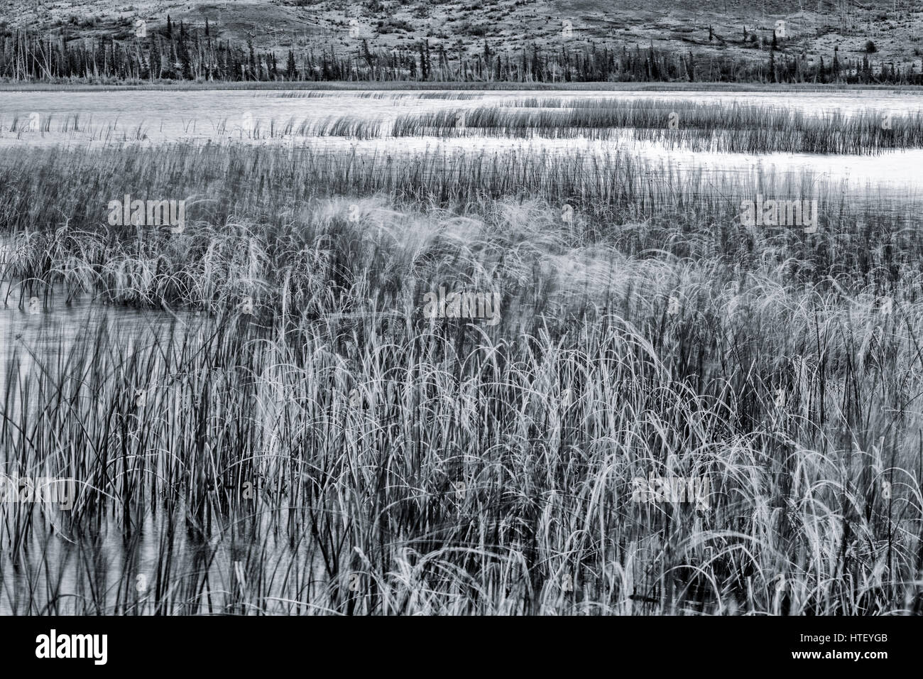 Talbot lake in jasper national park hi-res stock photography and images ...