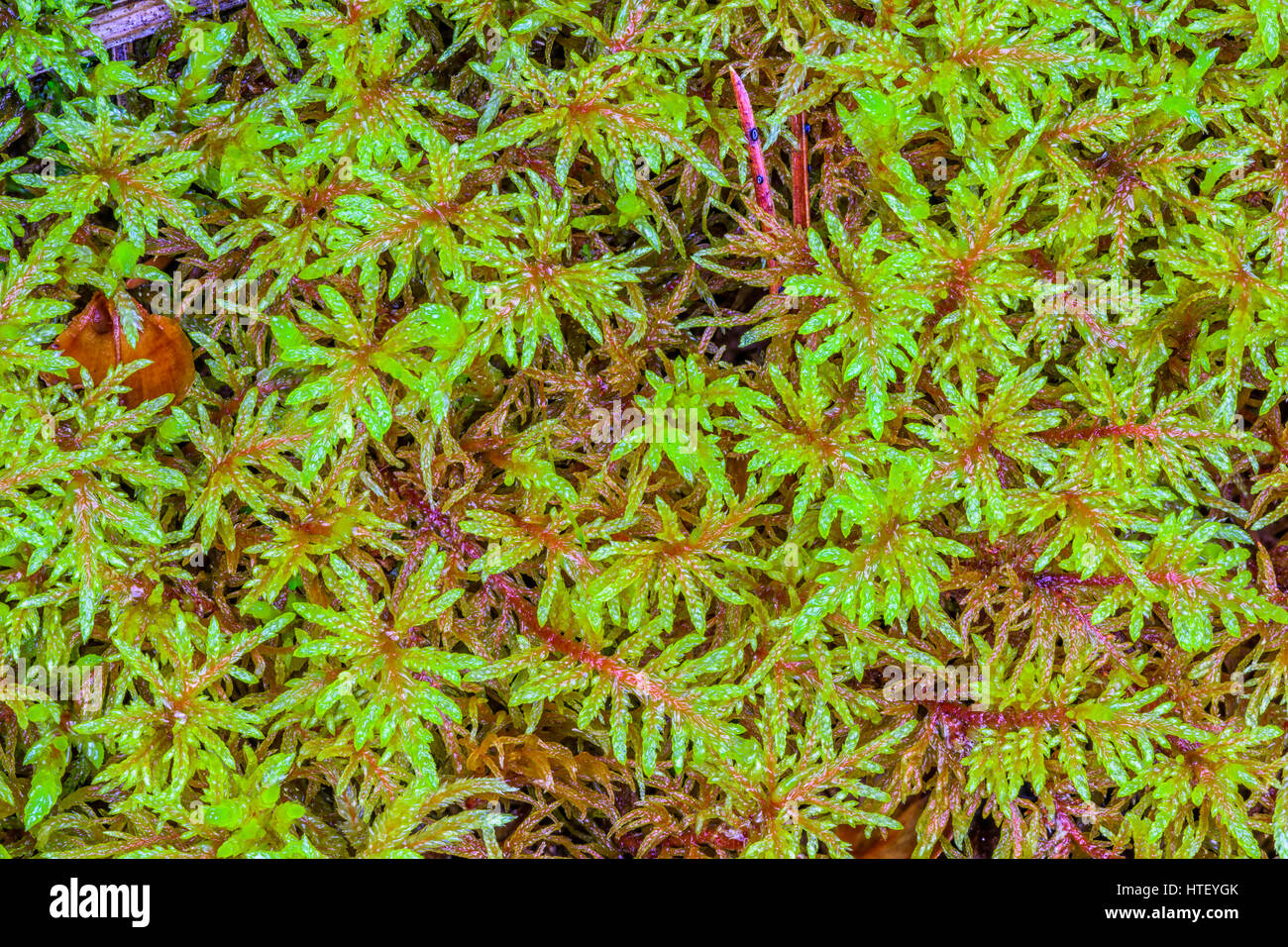 Fungus alberta hi-res stock photography and images - Alamy