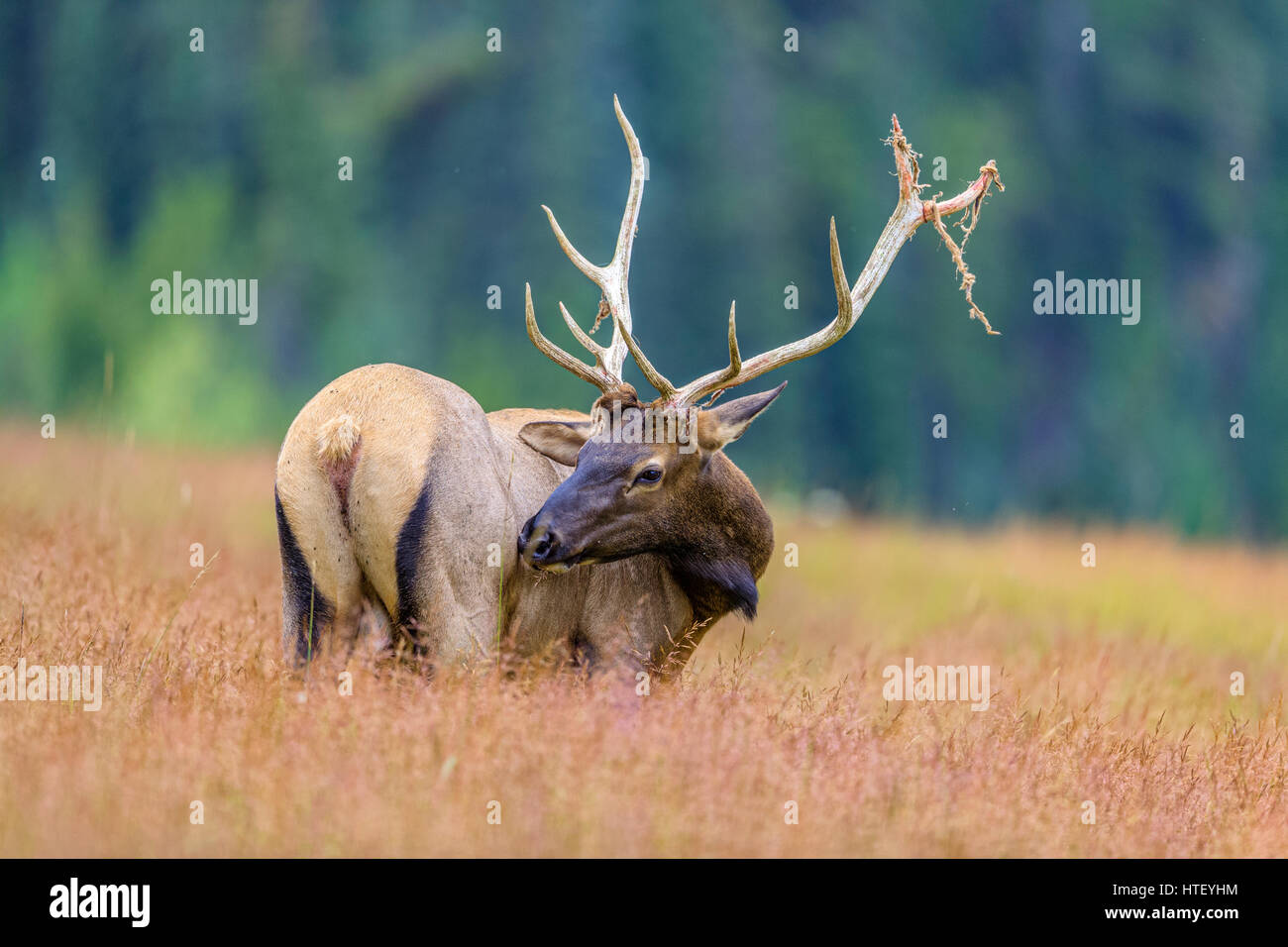 Bull Elk, Jasper National Park, Canada Stock Photo - Alamy