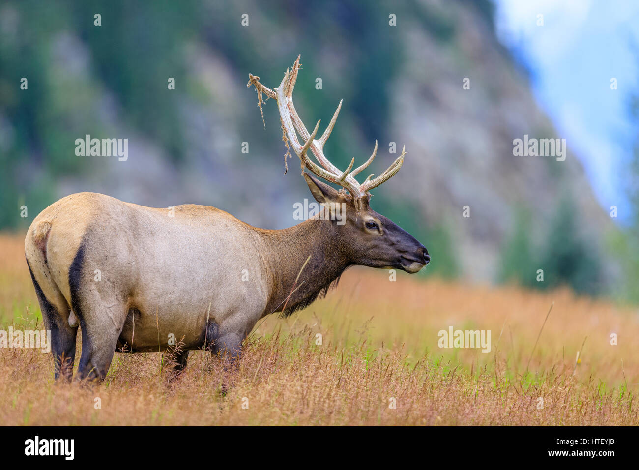 Bull Elk, Jasper National Park, Canada Stock Photo - Alamy