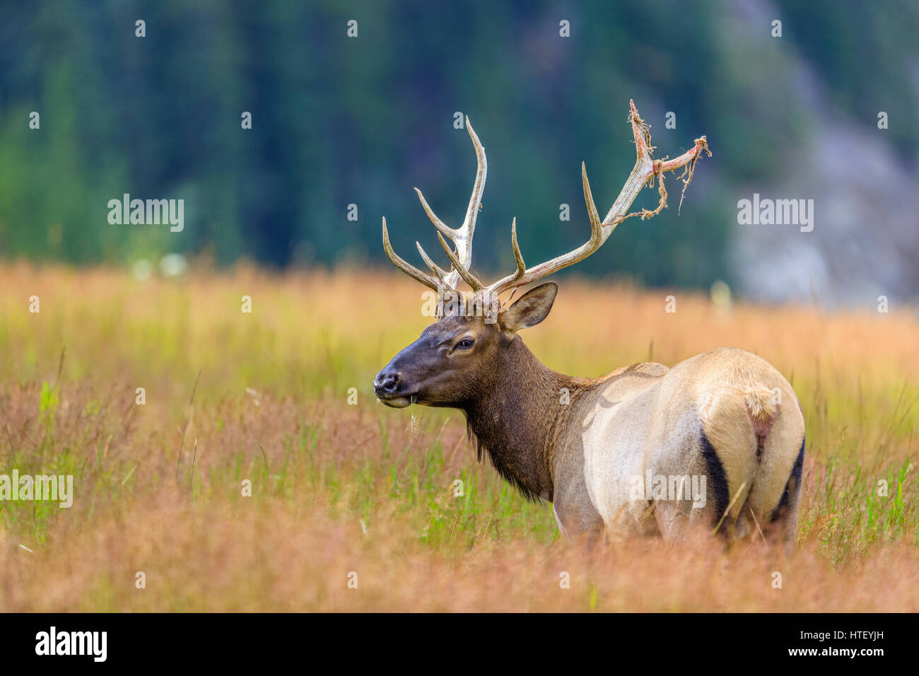 Bull Elk, Jasper National Park, Canada Stock Photo - Alamy