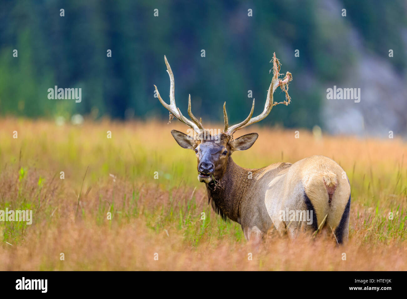 Bull Elk, Jasper National Park, Canada Stock Photo - Alamy