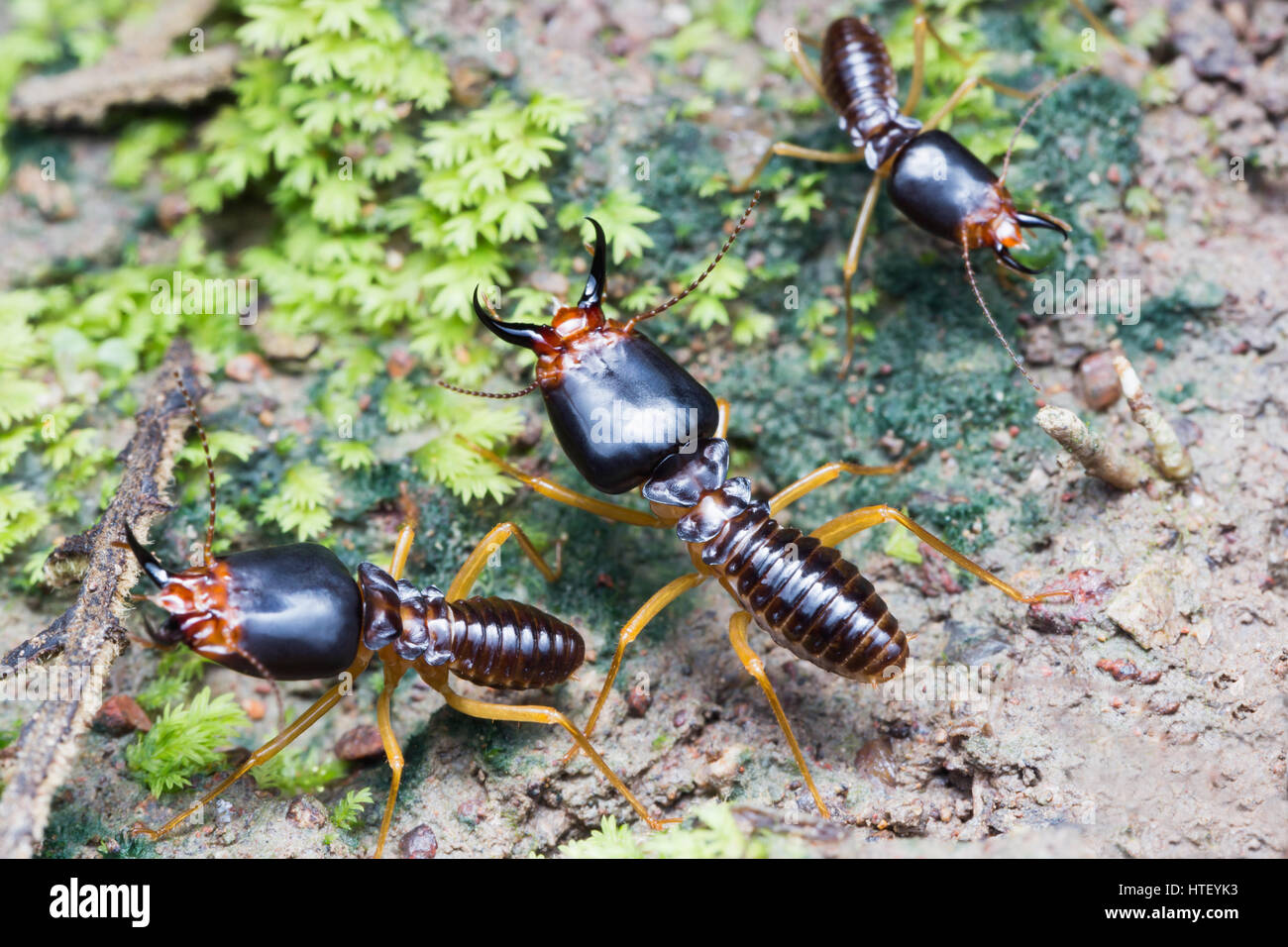 Termite Soldier Stock Photos & Termite Soldier Stock Images - Alamy