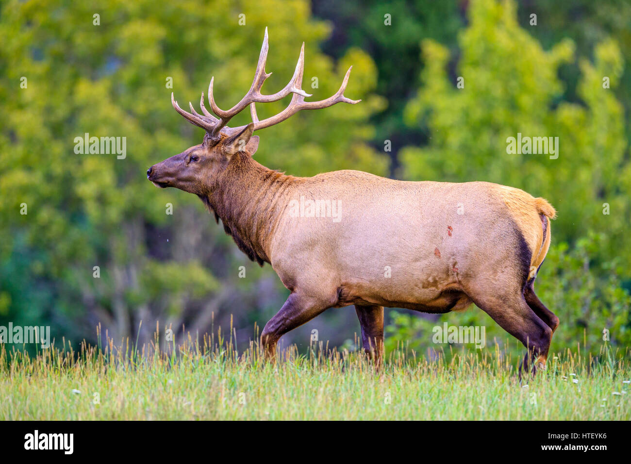 Bull Elk, Jasper National Park, Canada Stock Photo - Alamy