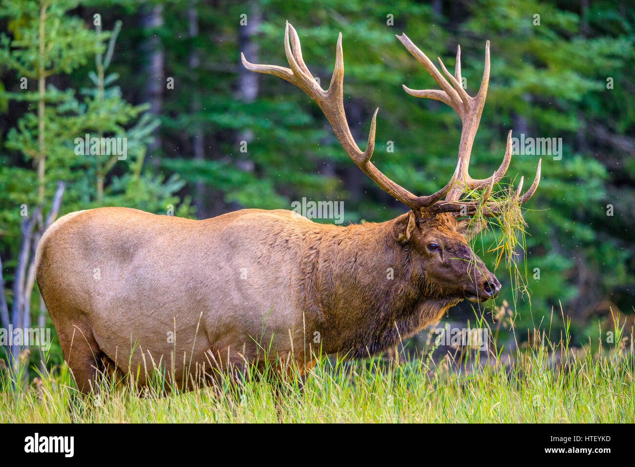 Bull Elk, Jasper National Park, Canada Stock Photo - Alamy