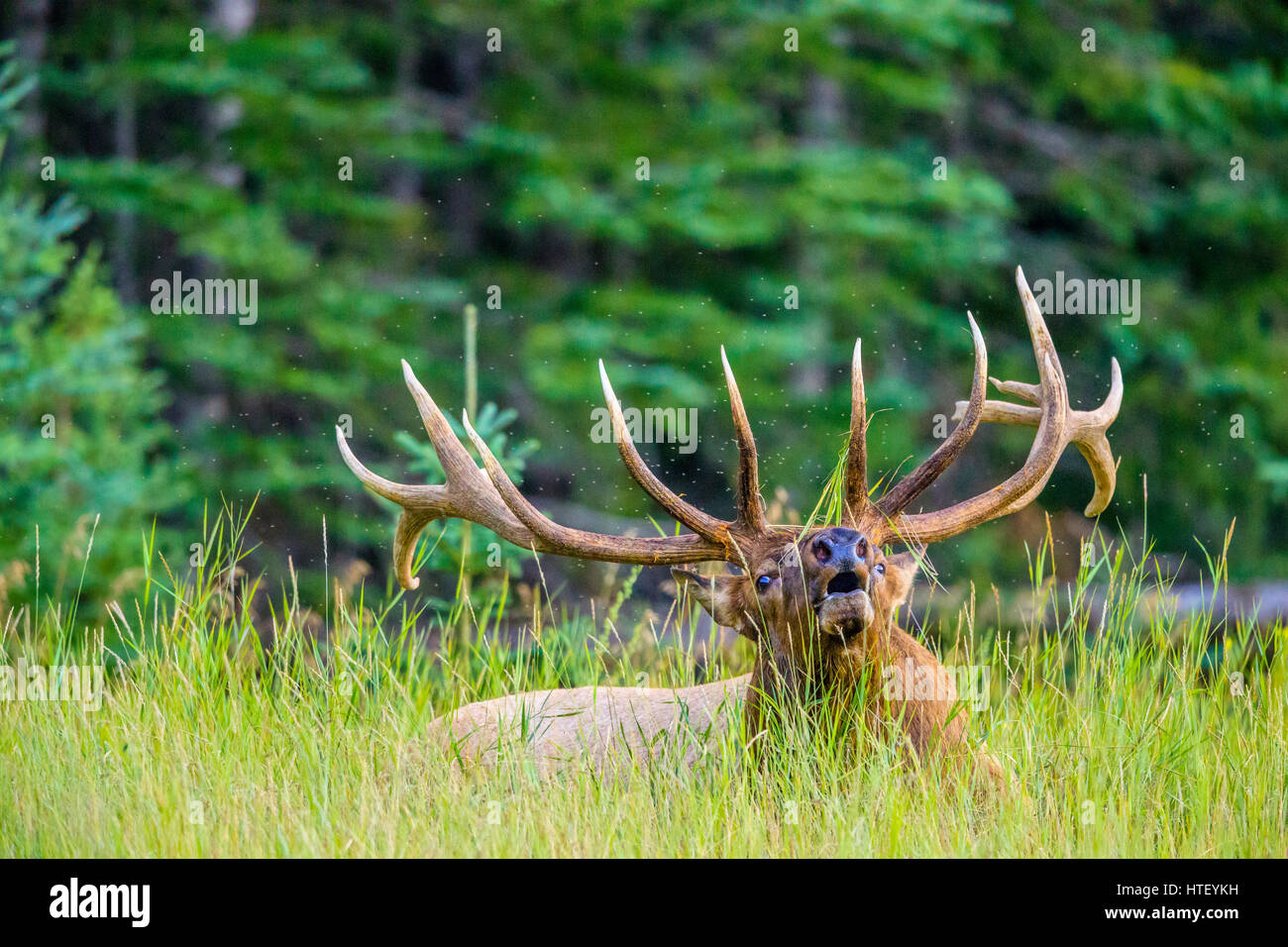 Bull Elk, Jasper National Park, Canada Stock Photo - Alamy