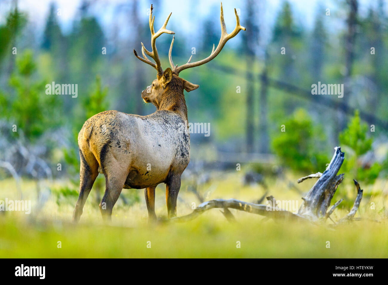 Bull Elk, Jasper National Park, Canada Stock Photo - Alamy