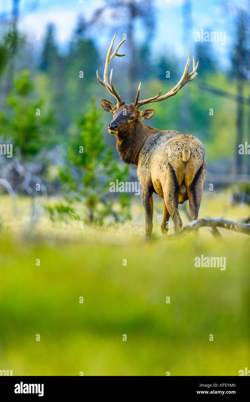 Bull Elk, Jasper National Park, Canada Stock Photo - Alamy