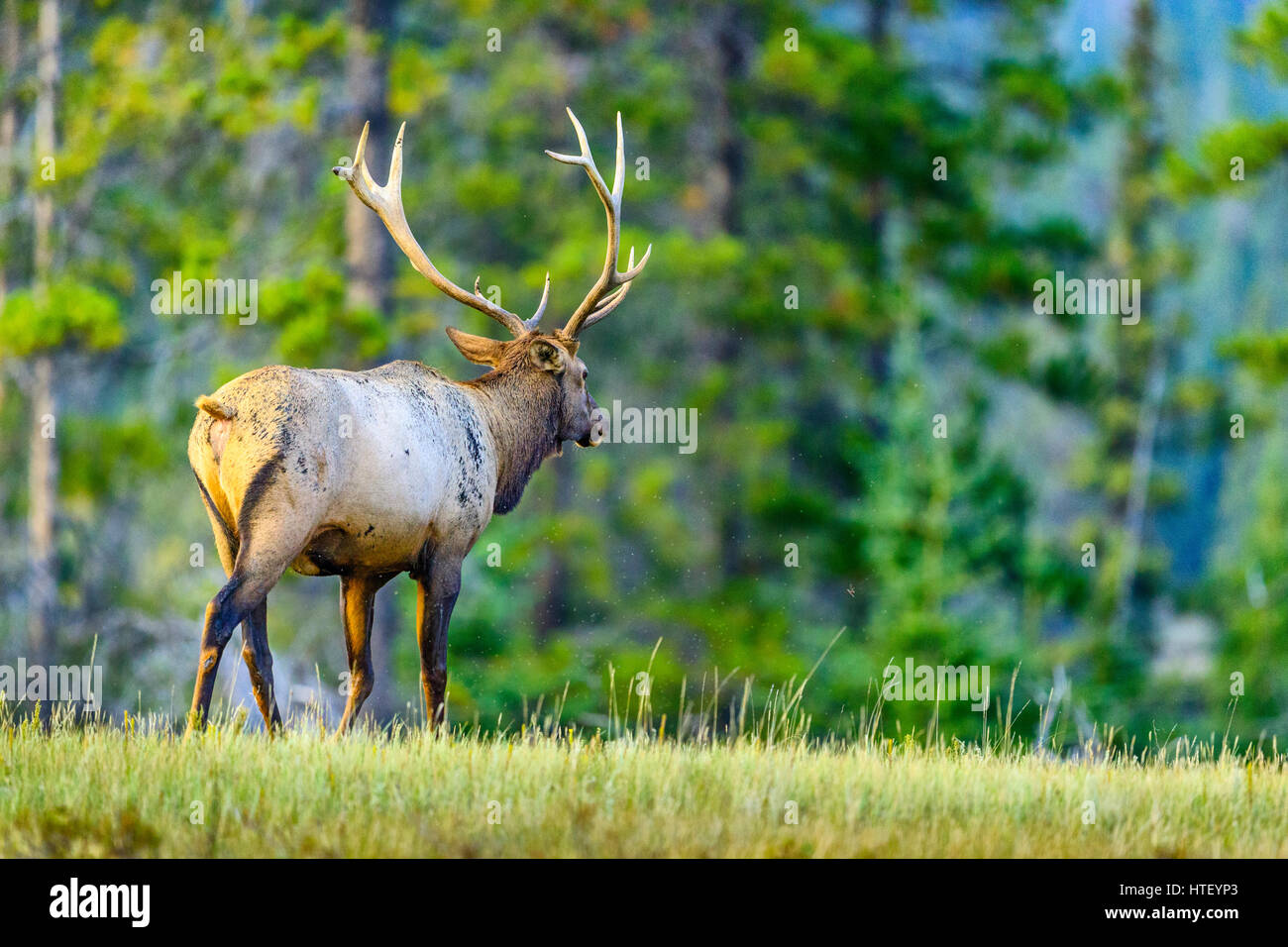 Bull Elk, Jasper National Park, Canada Stock Photo - Alamy