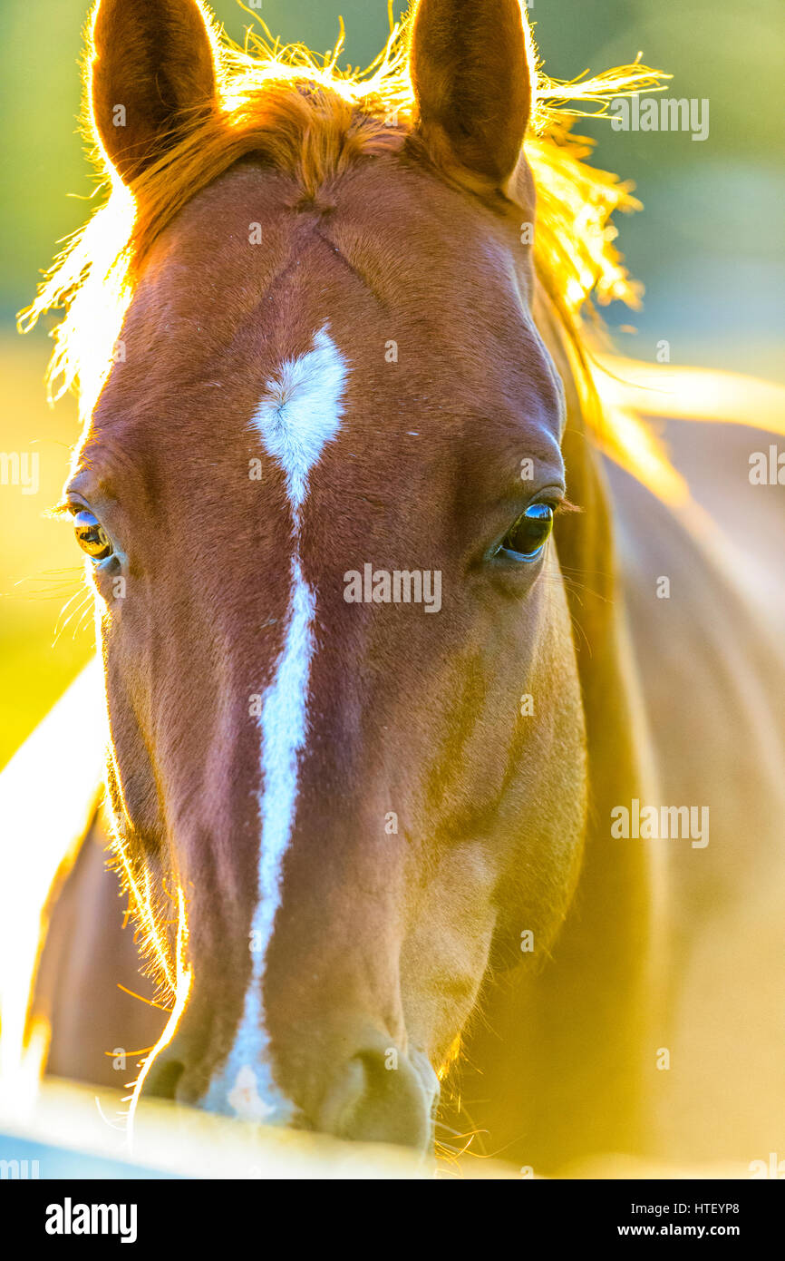 Hourse ranch in Alberta foothills country, Canada Stock Photo - Alamy