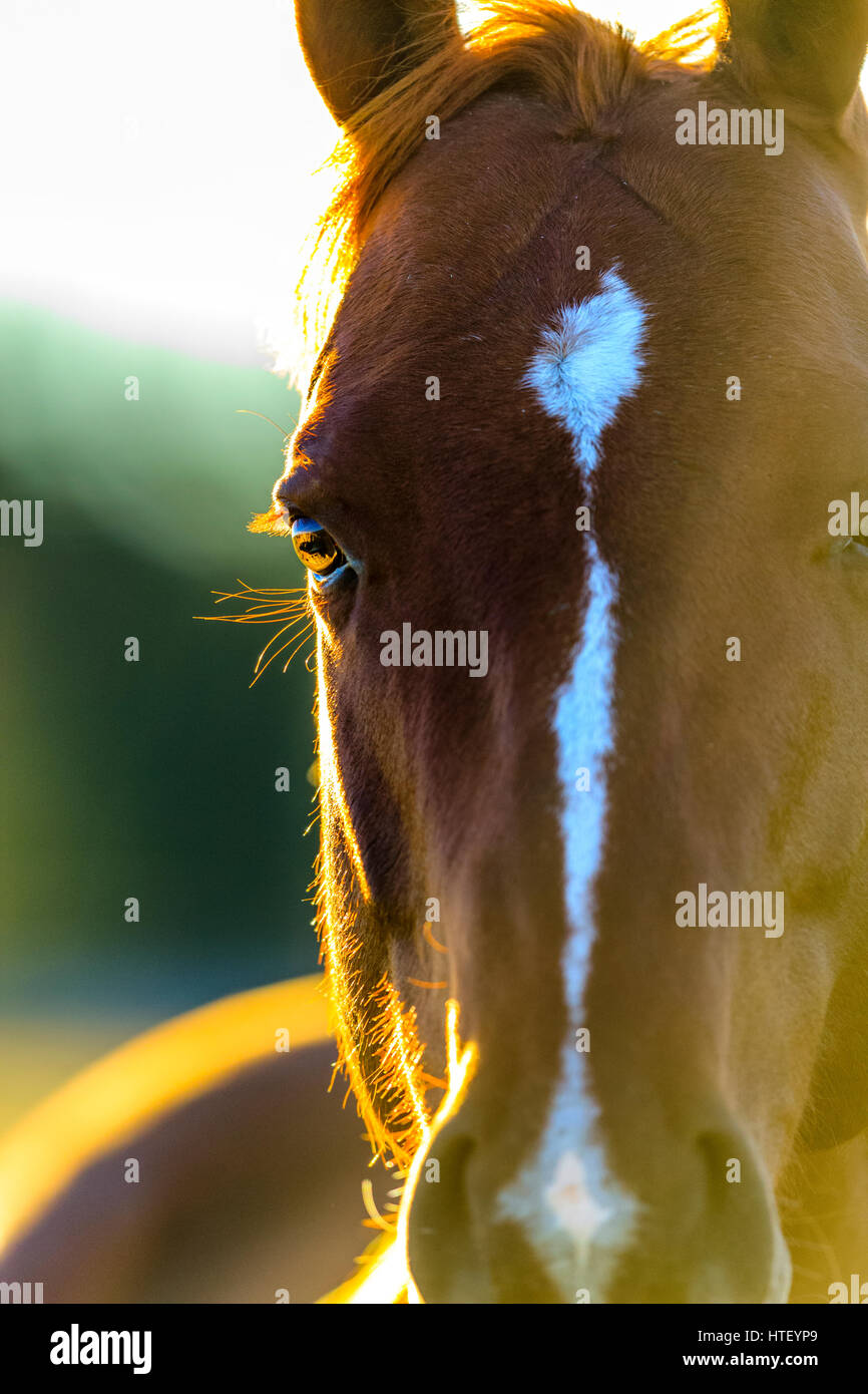 Hourse ranch in Alberta foothills country, Canada Stock Photo - Alamy
