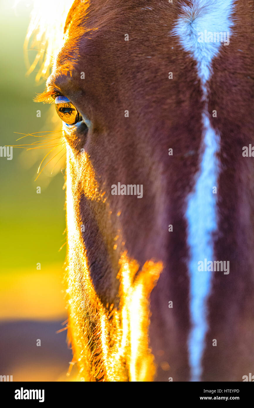 Hourse ranch in Alberta foothills country, Canada Stock Photo - Alamy
