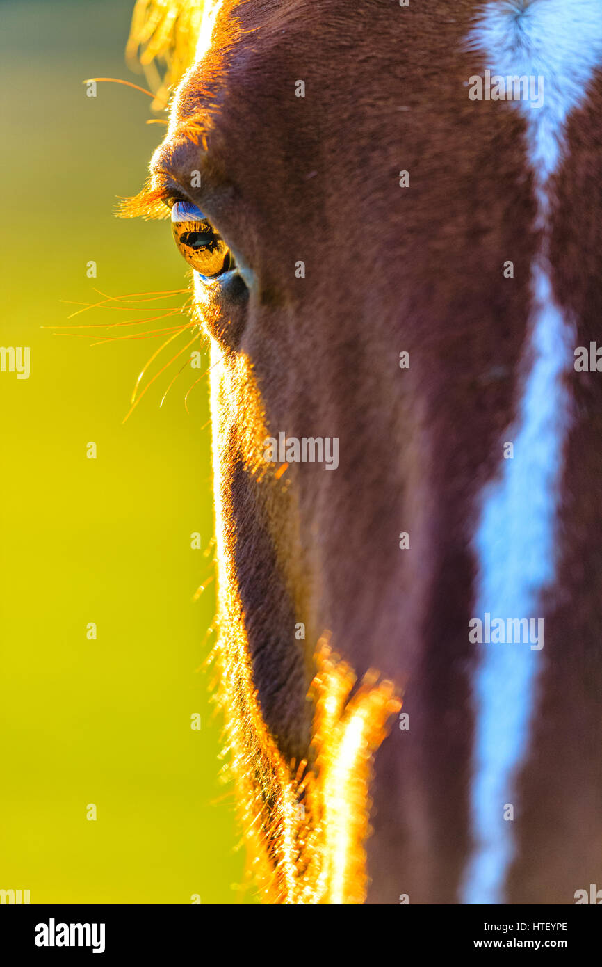 Hourse ranch in Alberta foothills country, Canada Stock Photo - Alamy