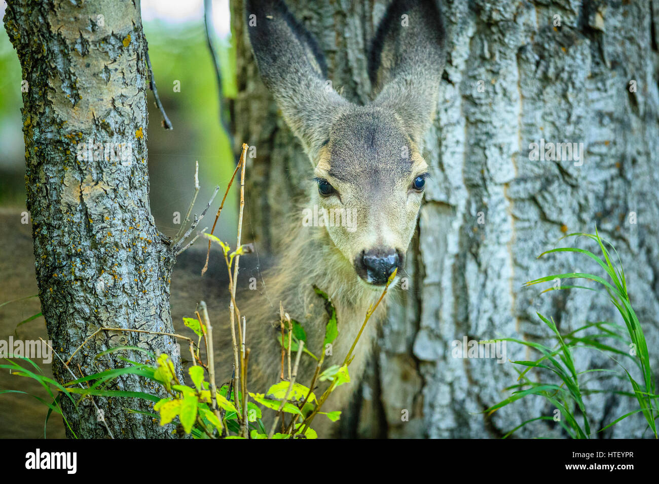 Fawn in Waterton National Park, Canada Stock Photo - Alamy