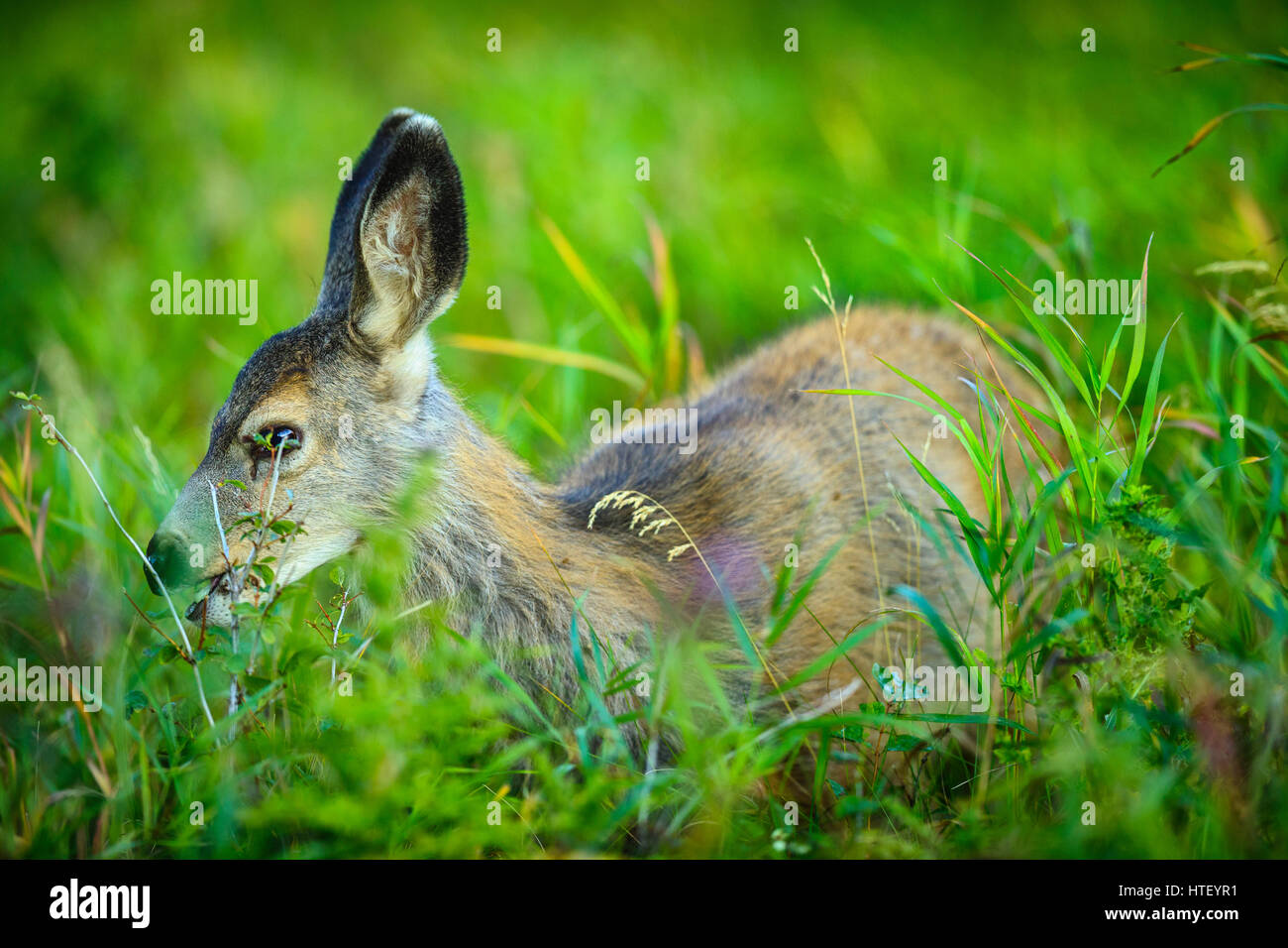 Fawn in Waterton National Park, Canada Stock Photo - Alamy