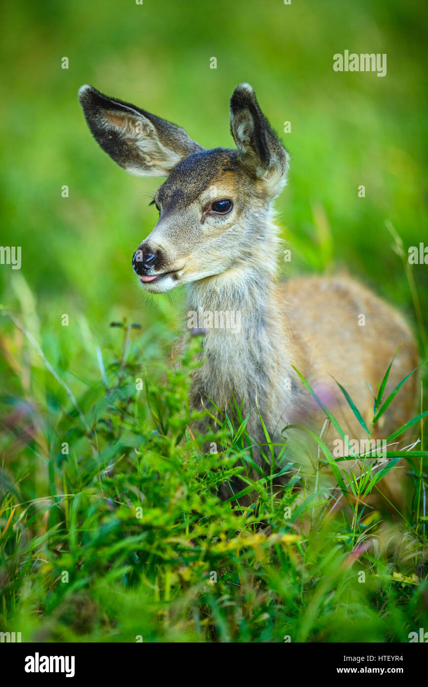 Fawn in Waterton National Park, Canada Stock Photo - Alamy