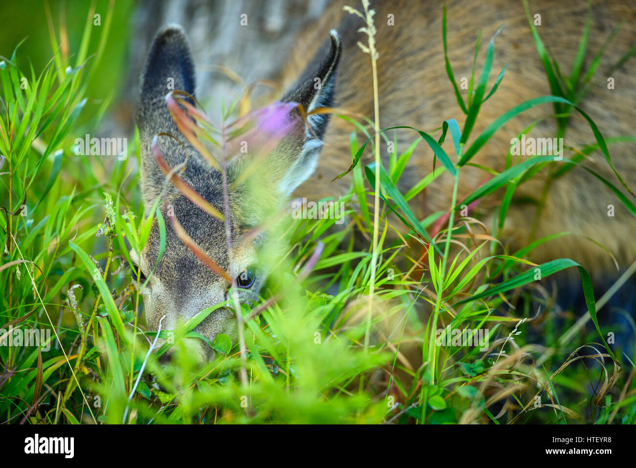 Fawn in Waterton National Park, Canada Stock Photo - Alamy