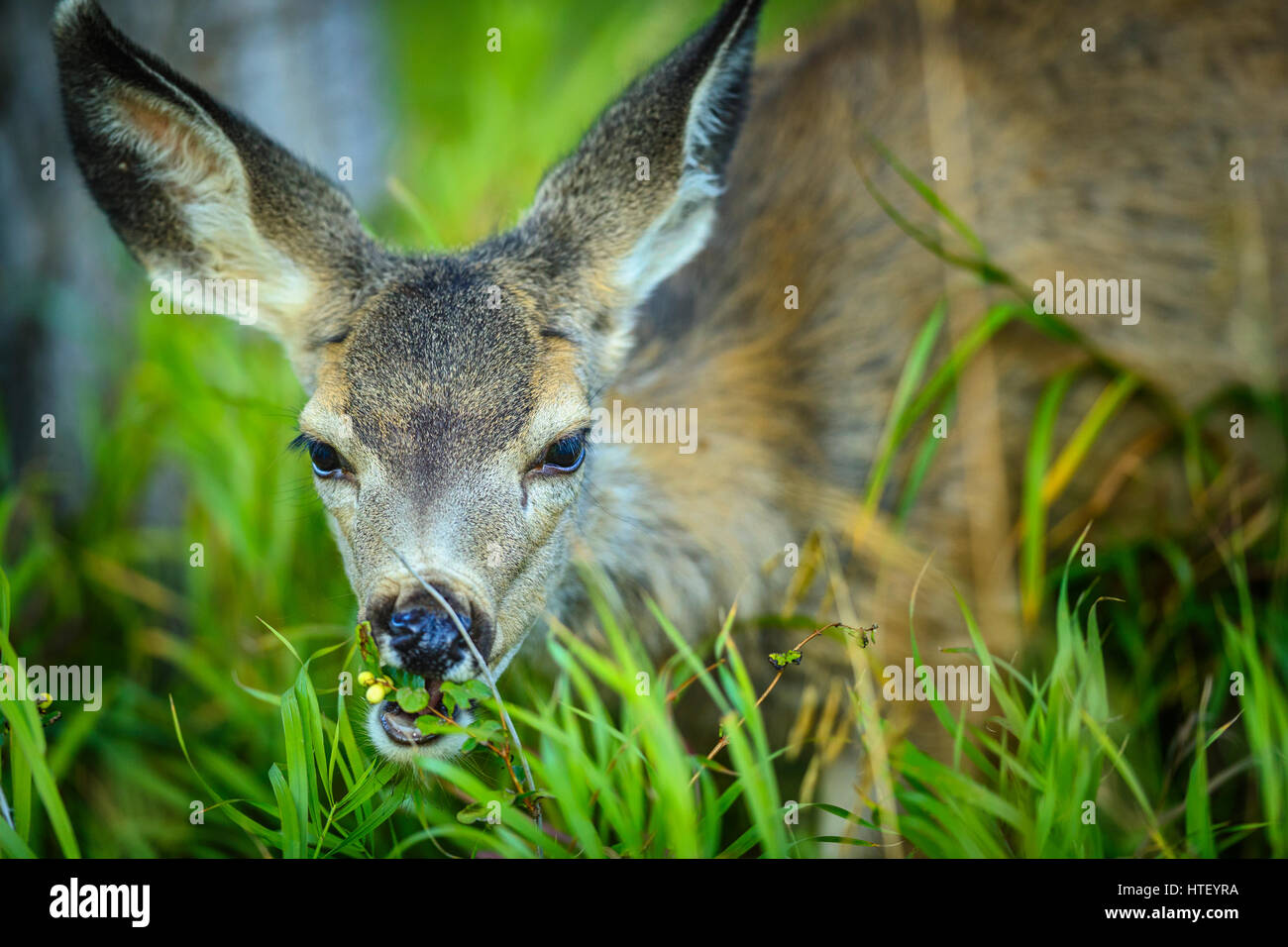 Fawn in Waterton National Park, Canada Stock Photo - Alamy