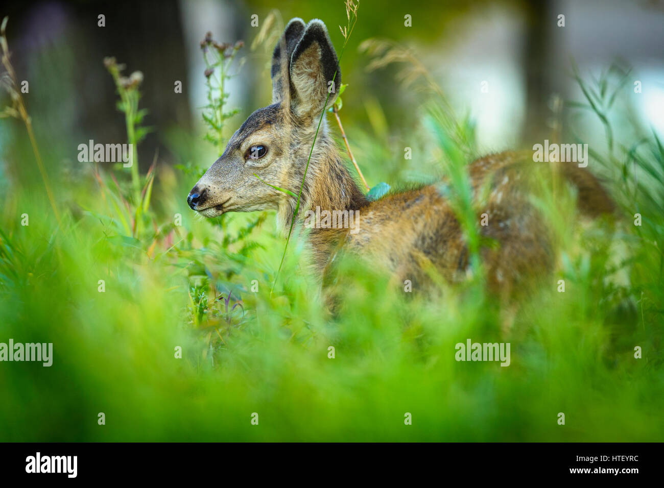 Fawn in Waterton National Park, Canada Stock Photo - Alamy