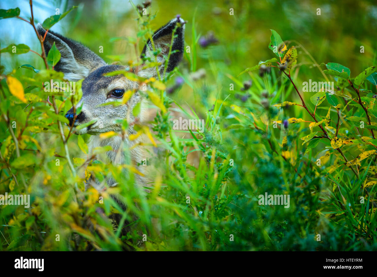 Fawn in Waterton National Park, Canada Stock Photo - Alamy