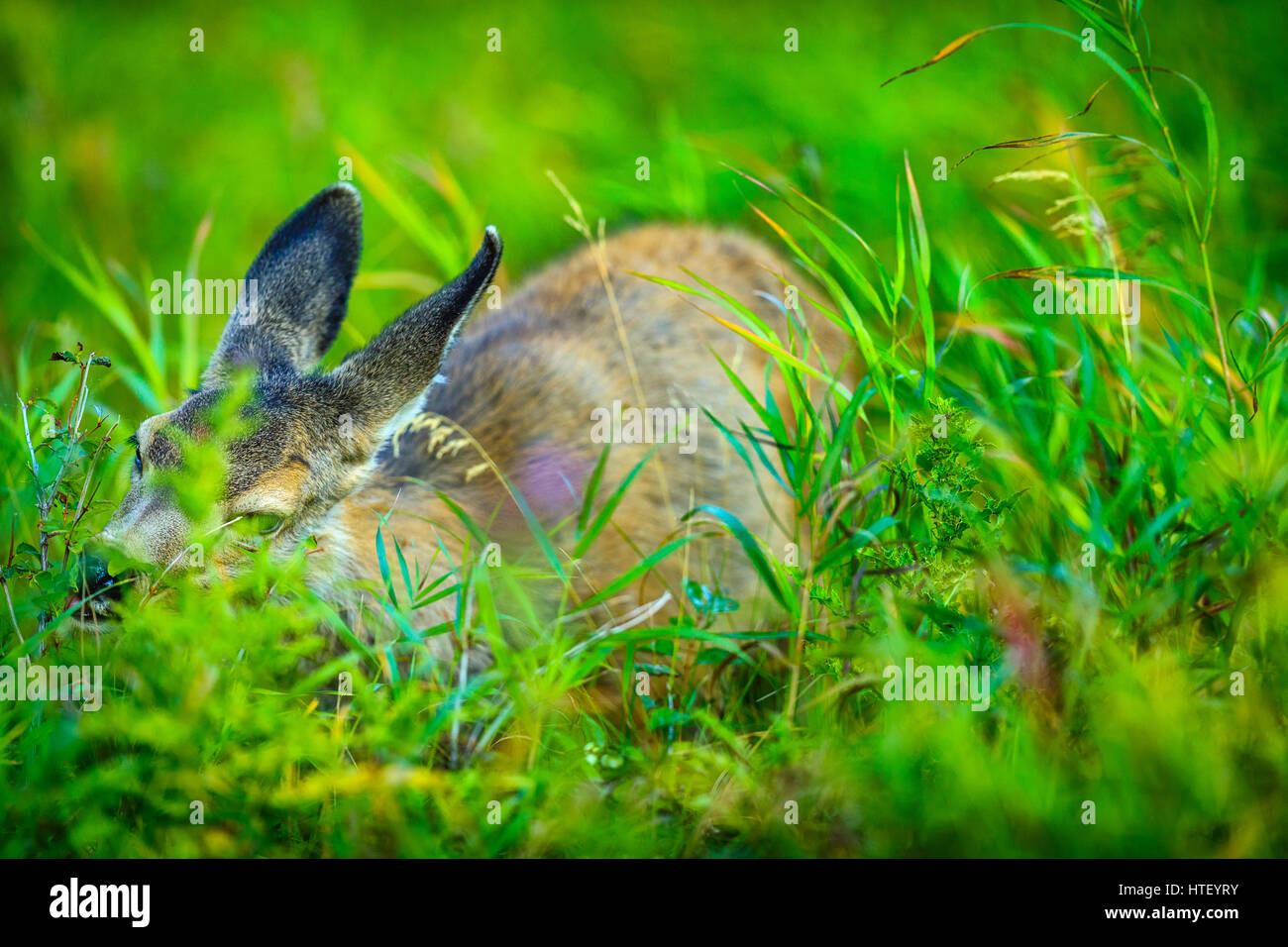 Fawn in Waterton National Park, Canada Stock Photo - Alamy