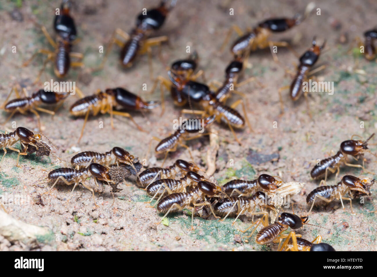 A group of termite migrating to the new nest Stock Photo - Alamy