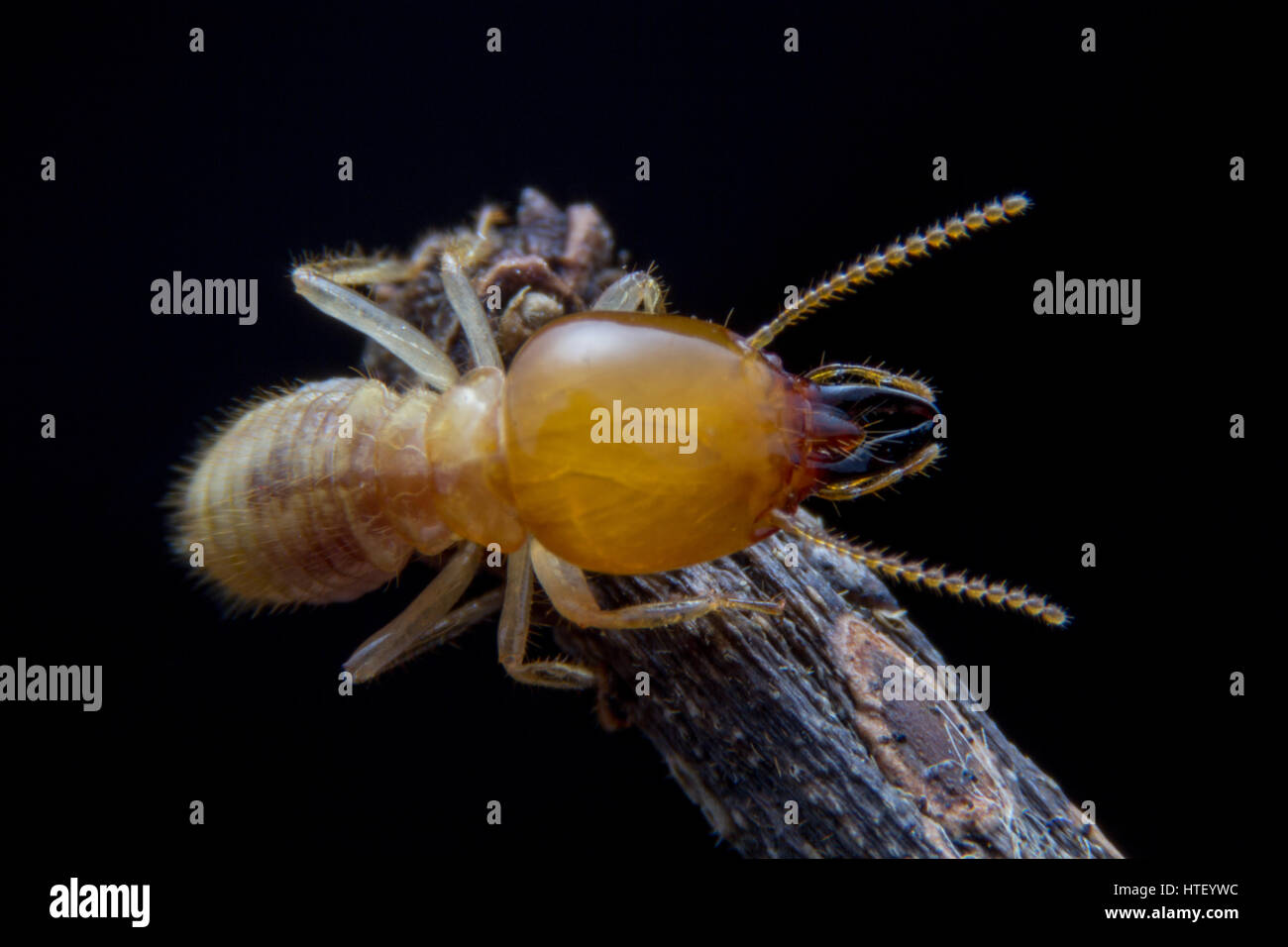 Close up termite walking on dried twigs Stock Photo - Alamy