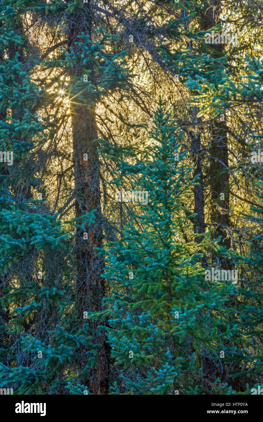 Forest stand along the Icefields Parkway, Jasper National Park Stock ...