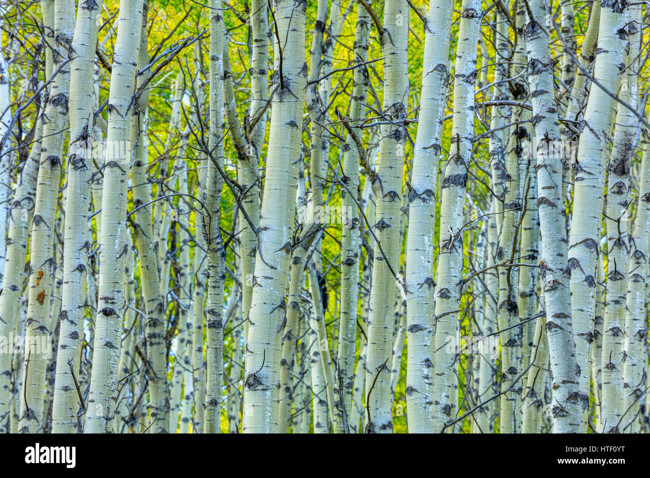 Aspen Stands High Resolution Stock Photography and Images - Alamy