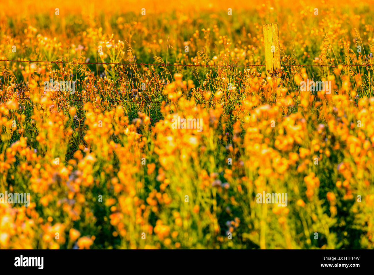 Farm pasture at sunrise Stock Photo - Alamy
