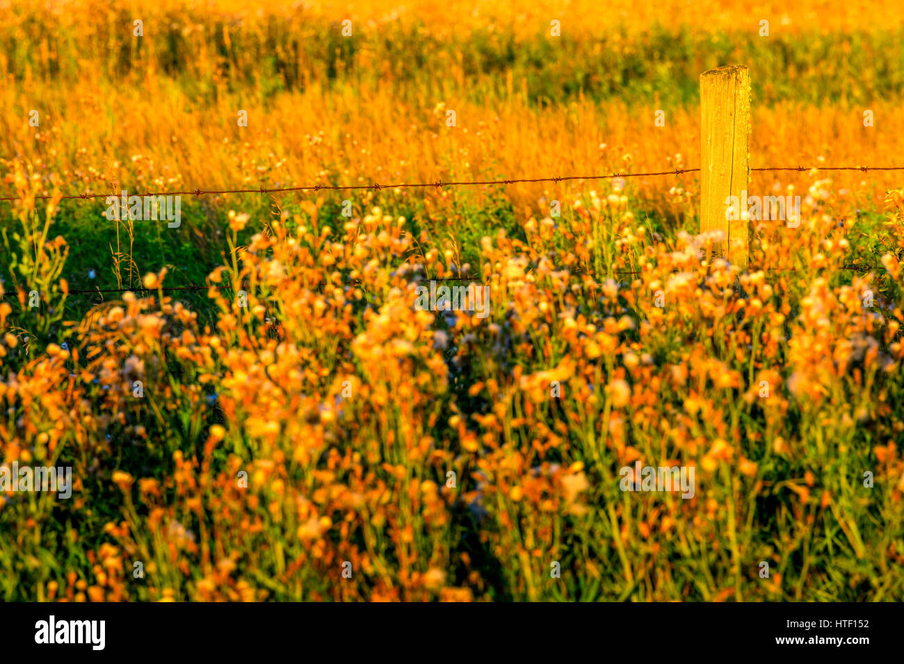 Farm pasture at sunrise Stock Photo - Alamy