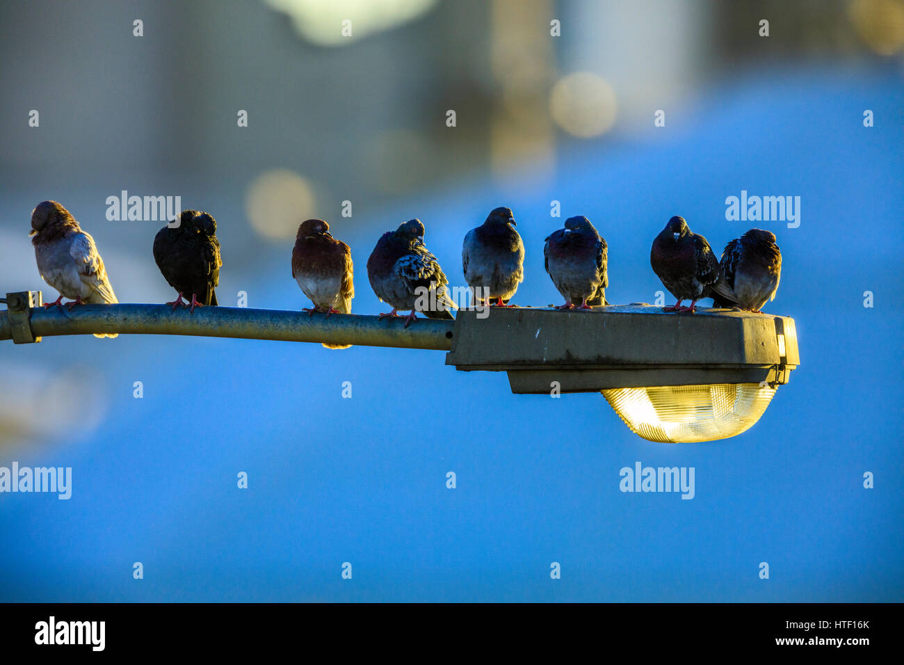 Lamp post pigeon hi-res stock photography and images - Alamy