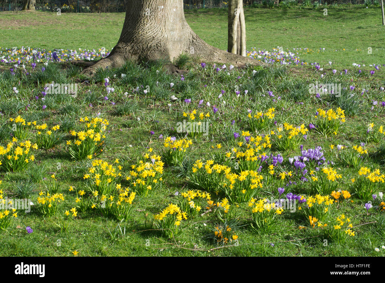 Eastrop Park in Basingstoke, Hampshire, UK, with spring flowers Stock ...