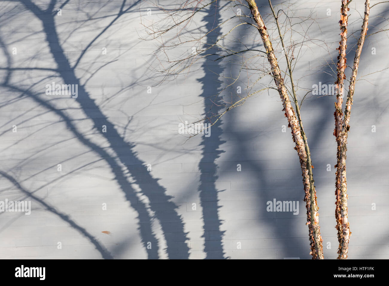 Tree cast shadow hi-res stock photography and images - Alamy