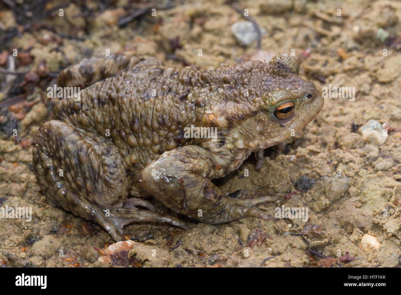 Common toad (Bufo bufo) camouflaged in terrestrial habitat Stock Photo ...