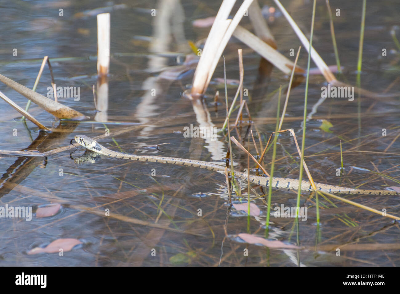 Grass snake (Natrix natrix) swimming in a pond with tongue flicking ...