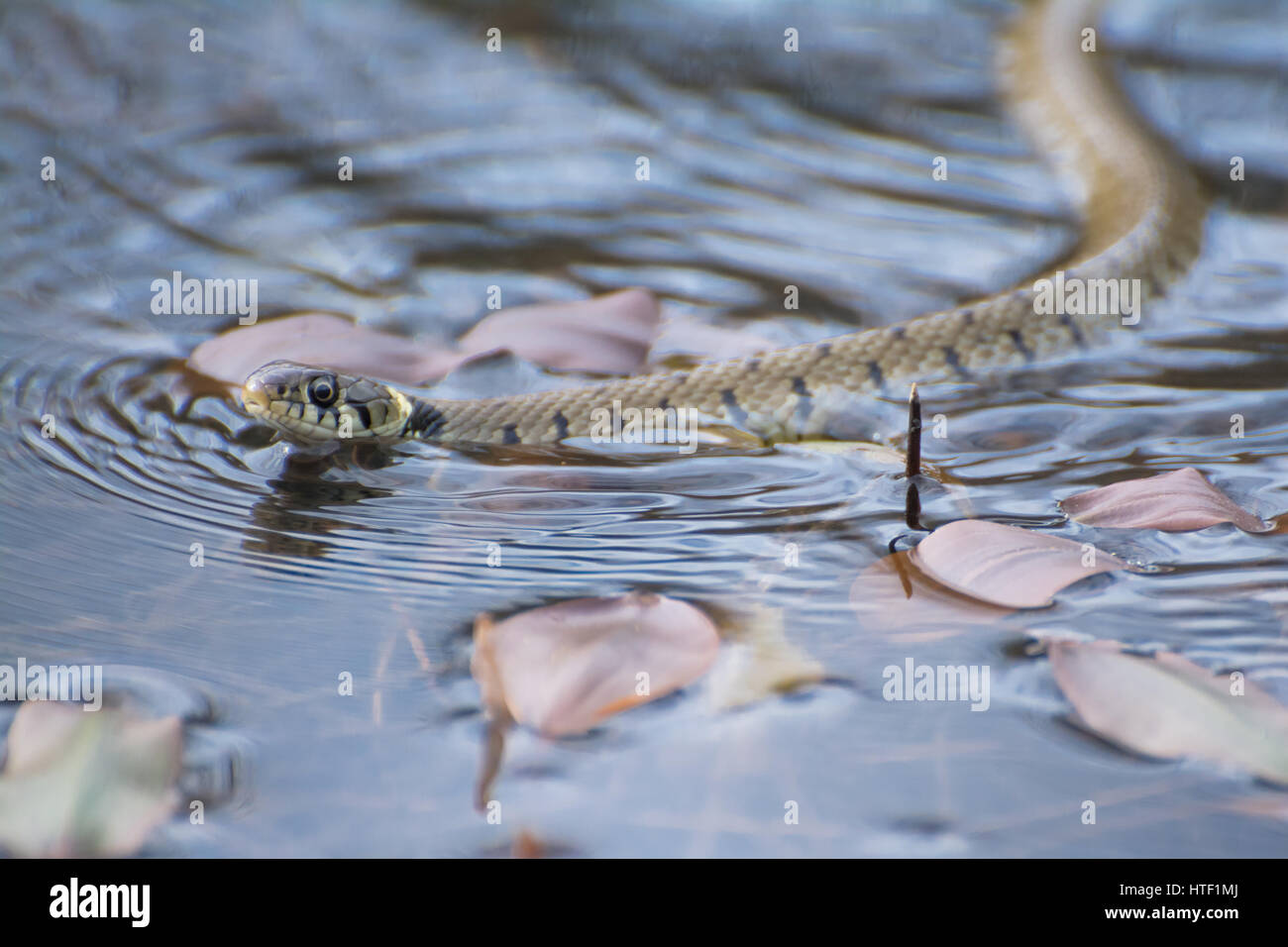 Grass snake (Natrix natrix) swimming in a pond Stock Photo - Alamy