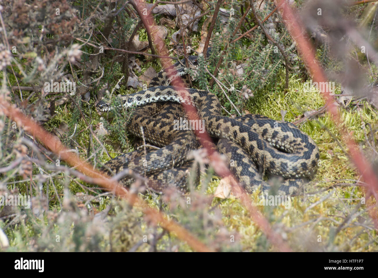 Two male adders (Vipera berus) basking in natural heathland habitat in ...