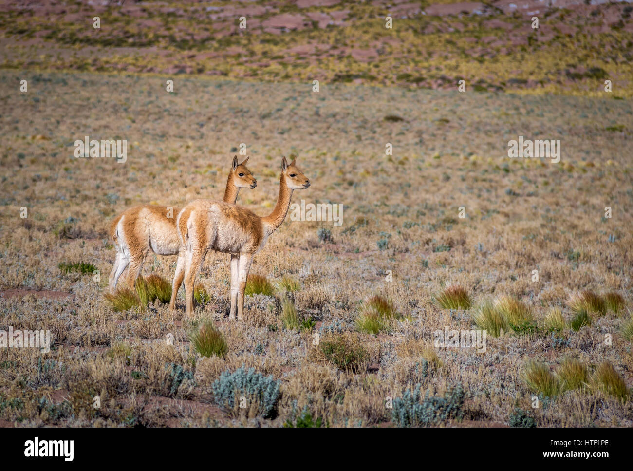Pair of vicunas in Chile Stock Photo - Alamy
