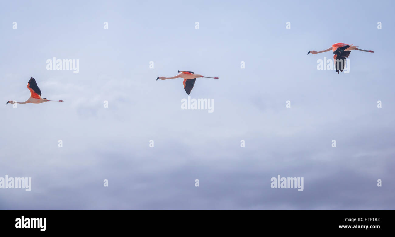 Three flamingos flying in a row Stock Photo - Alamy