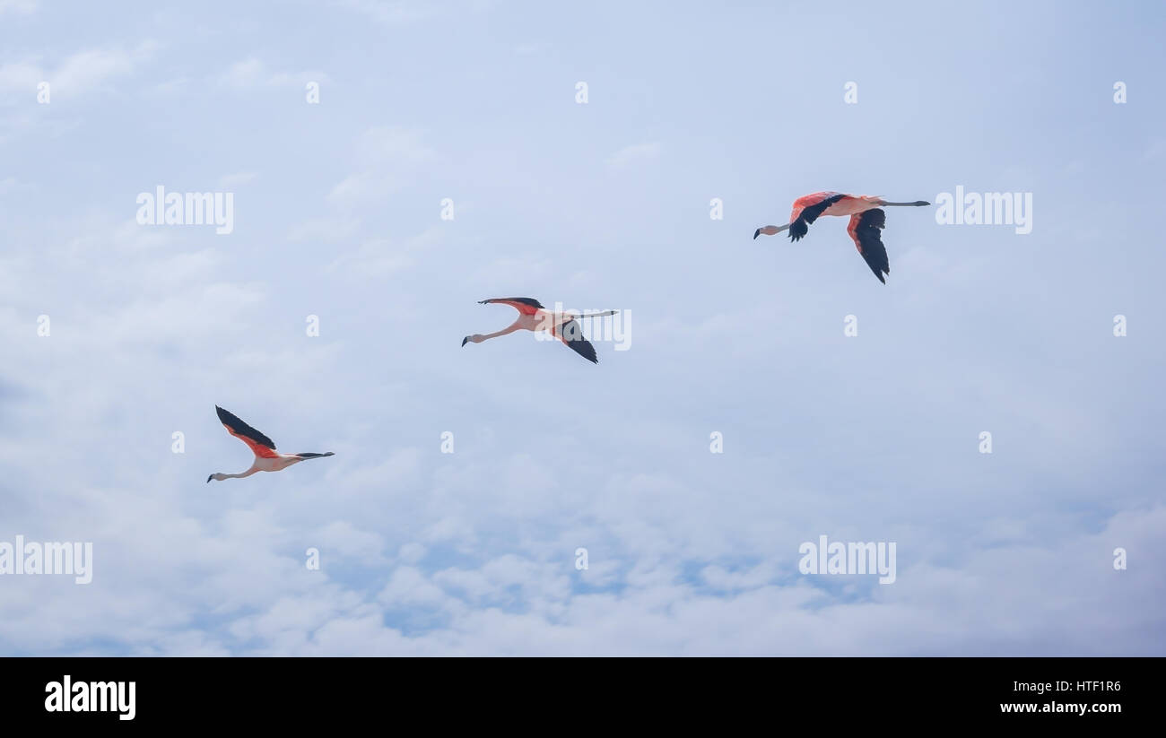 Three flying birds in sky hi-res stock photography and images - Alamy