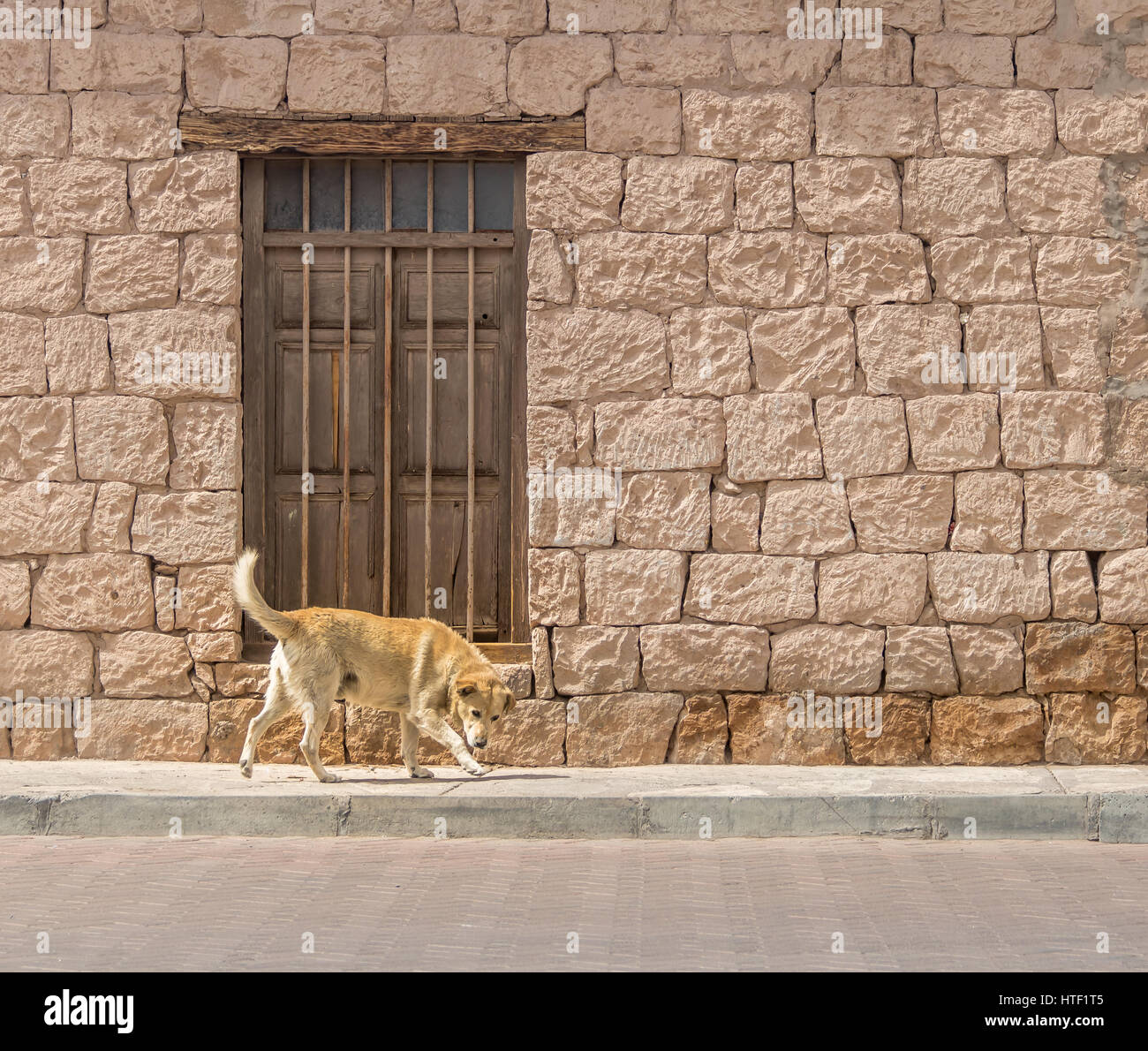 Dog in front of a brick building with an wooden door Stock Photo - Alamy