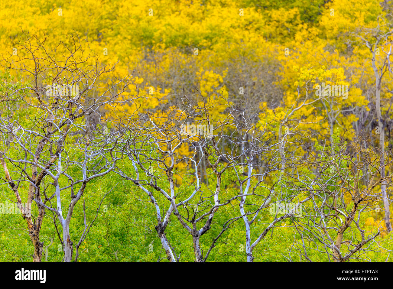 Color forest hi-res stock photography and images - Alamy