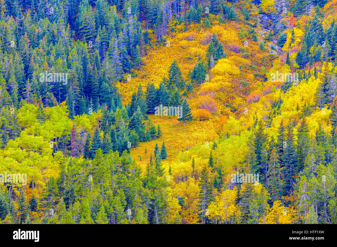 Fall color forest in Waterton National Park Stock Photo - Alamy