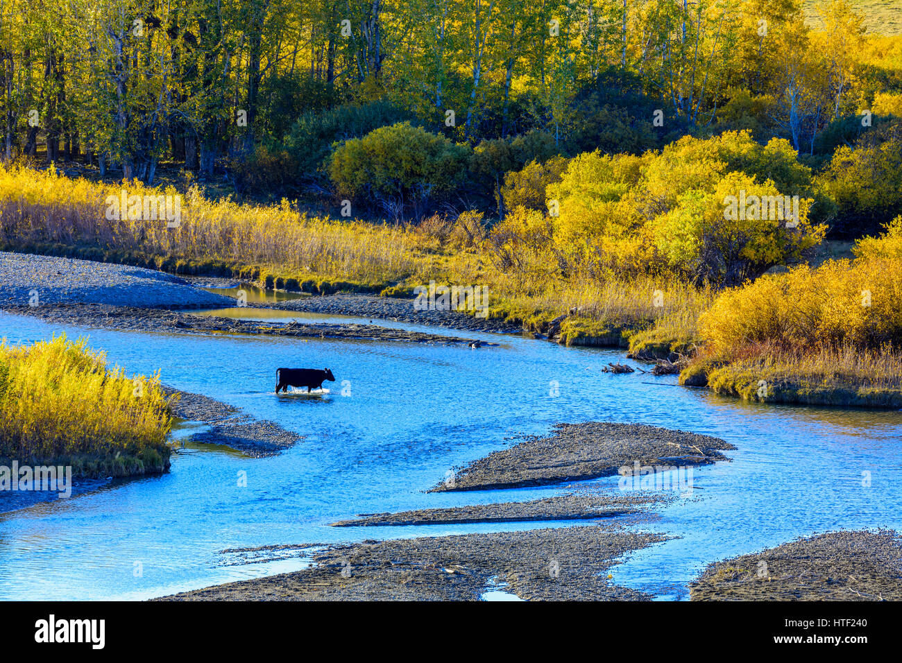 Cattle ranch in foothills of rocky mountains hi-res stock photography ...