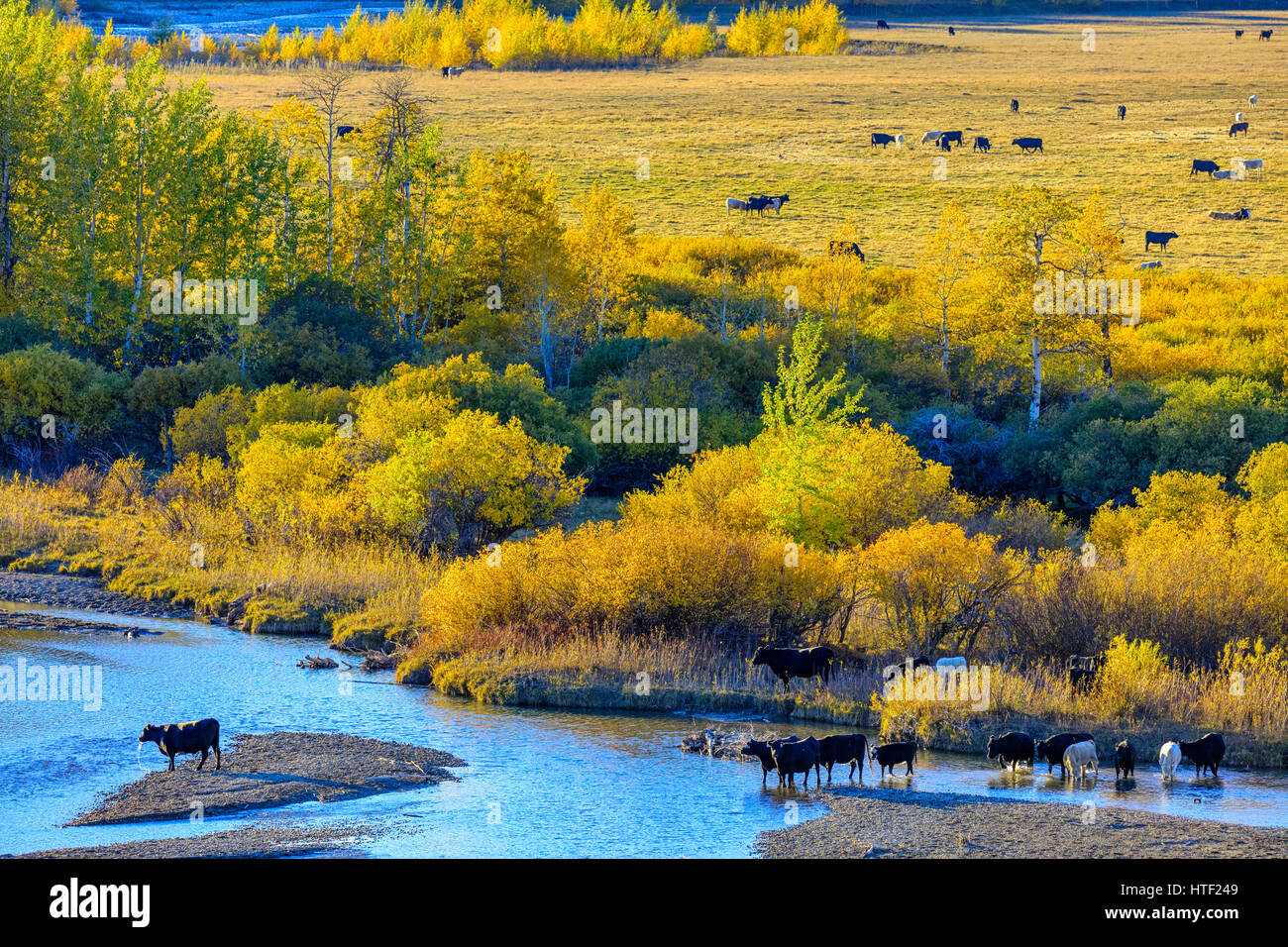 Cattle ranch in foothills of rocky mountains hi-res stock photography ...