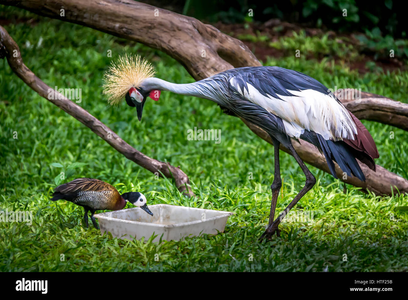 Grey crowned crane and duck eating Stock Photo - Alamy