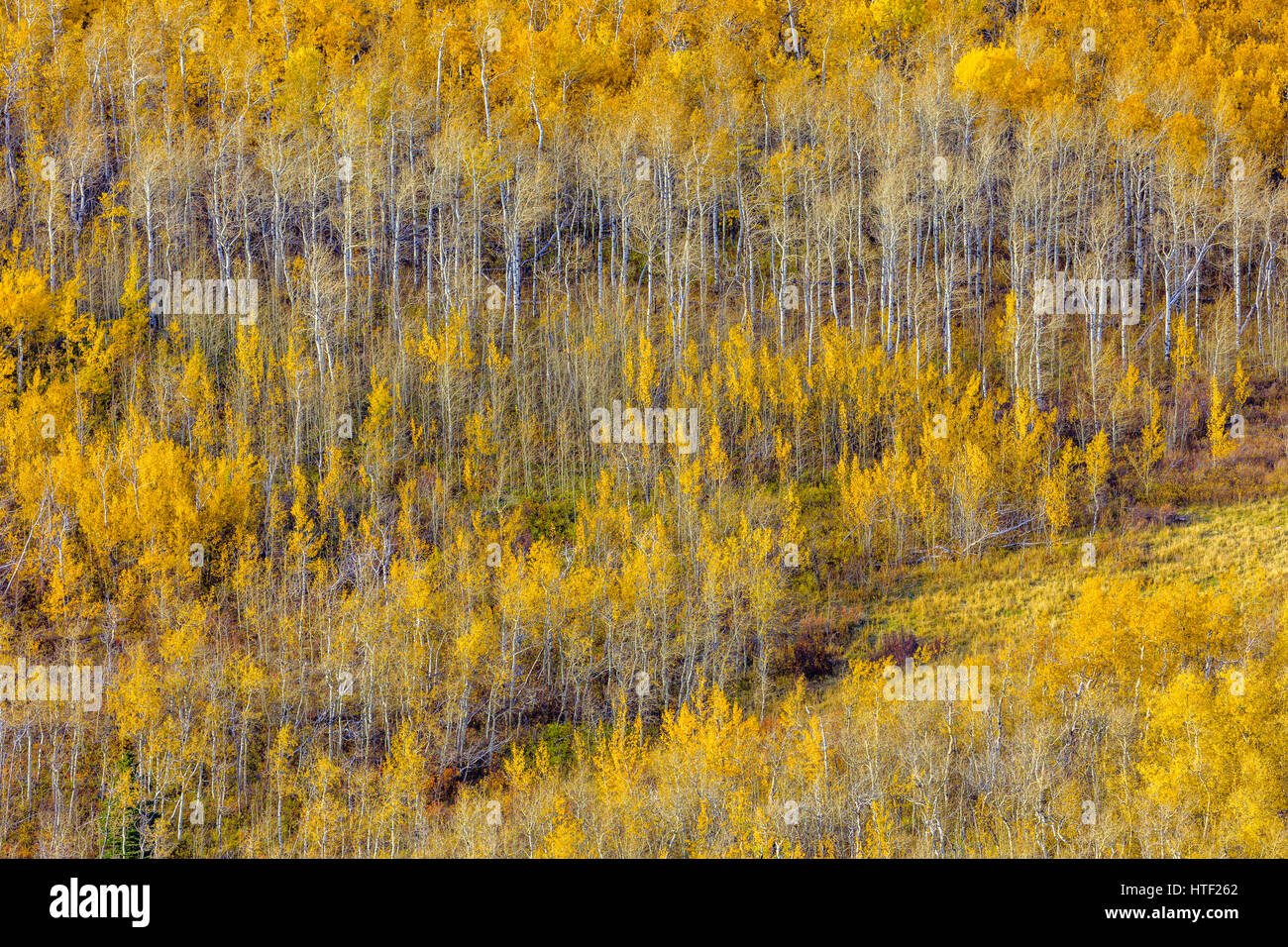 Ecosystem deciduous deciduous trees ecology foothills forest natural ...