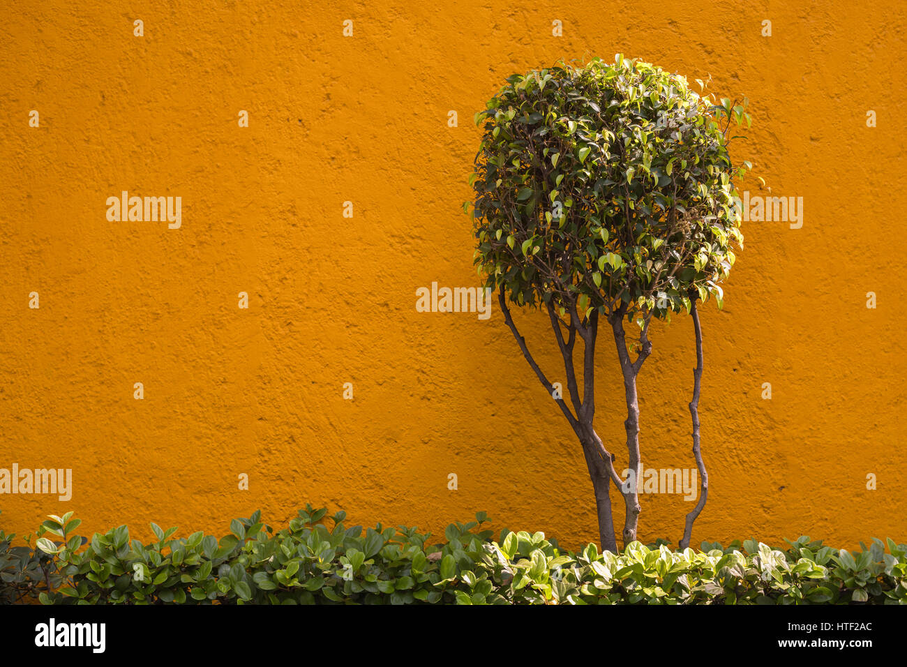 Sculpted Ficus Topiary with Ficus Hedge and Painted Orange Stucco ...