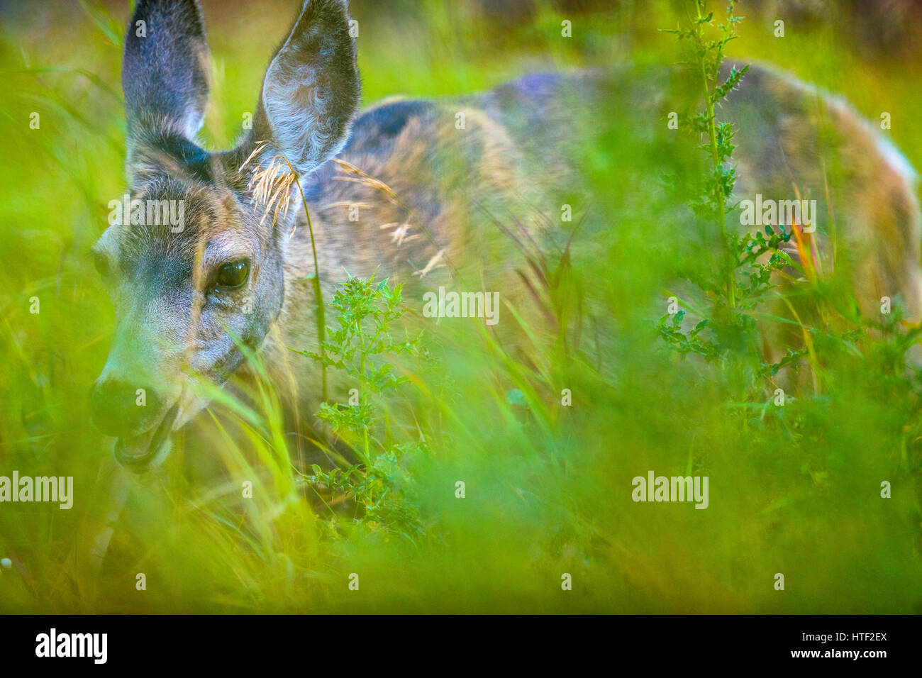 Fawn in Waterton National Park, Canada Stock Photo - Alamy